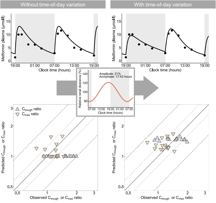 二甲双胍怎么吃？这个时间服用，疗效可能更好