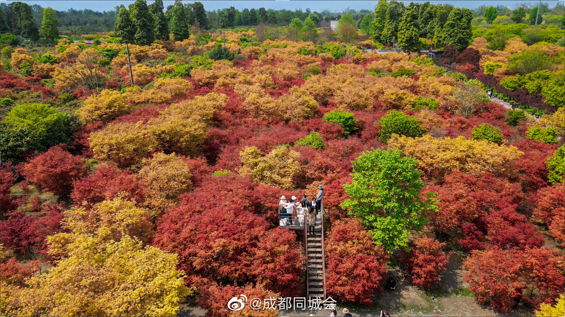 走，去pie红枫|红枫|枫叶红|成都_新浪新闻