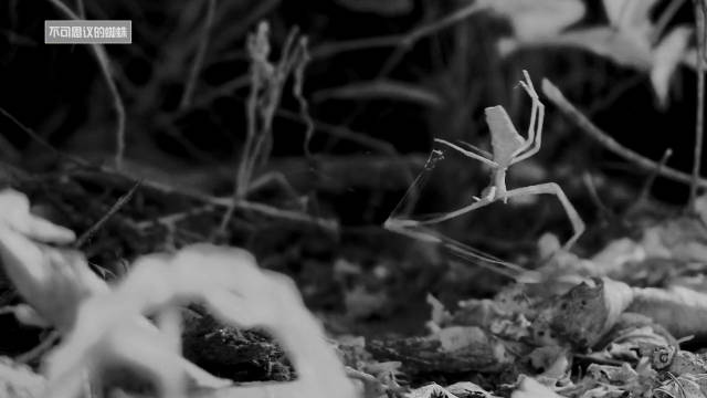 抛网蜘蛛 A Net-throwing Spider 微博纪录片联盟_新浪新闻