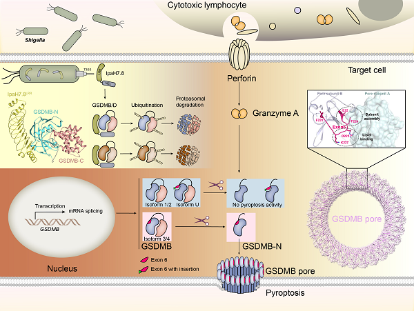 《自然》：丁璟珒/邵峰团队揭示细胞焦亡关键机制__财经头条