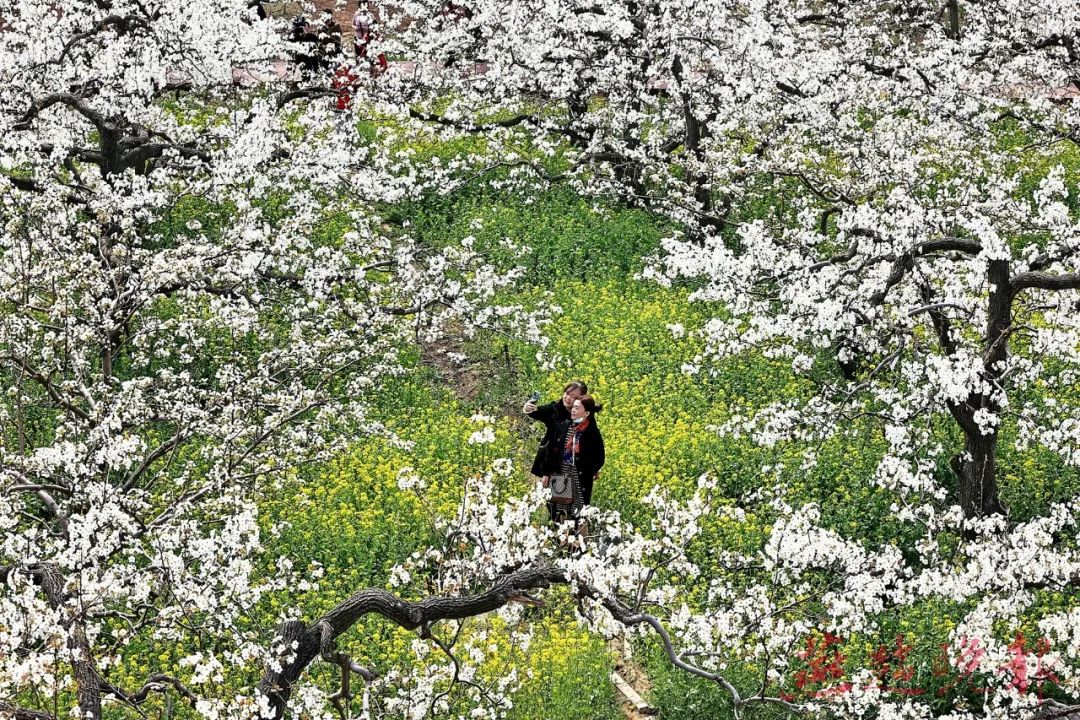 万顷梨花竞相绽放 十里花海再迎客来 财经头条
