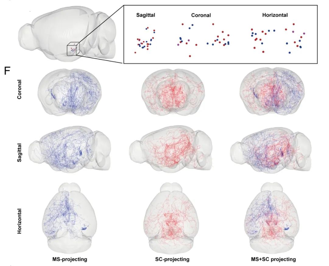 PNAS：浙中医陈忠教授团队绘制首个小鼠全脑组胺能神经元投射图谱