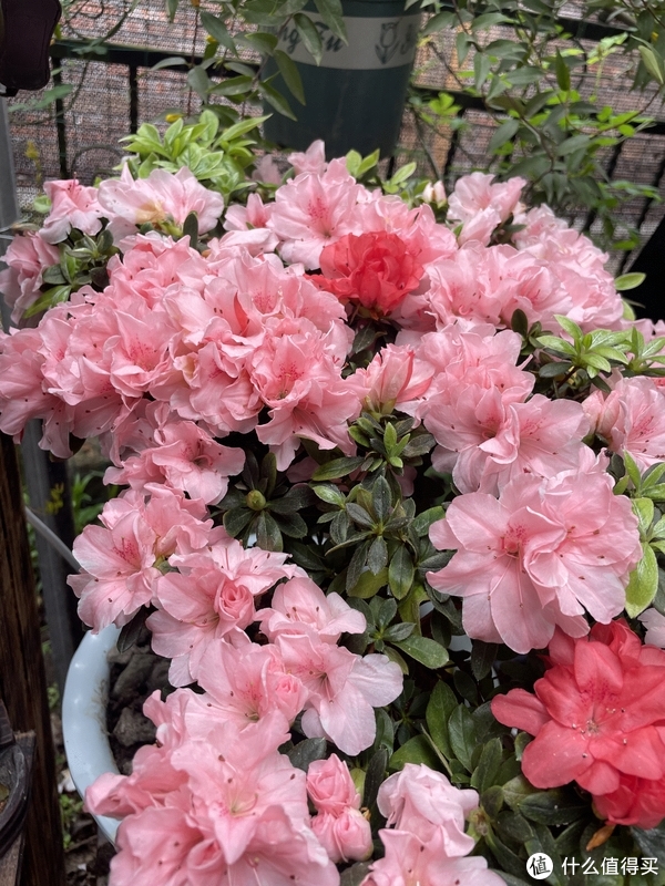 【不可错过！杜鹃花的专属养护技巧大揭秘】__财经头条