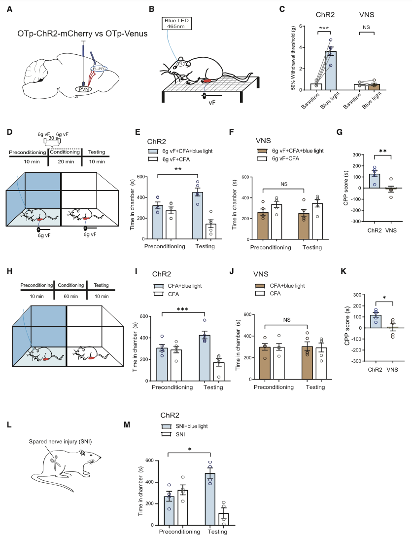 Neuron：催产素镇痛作用的新环路机制