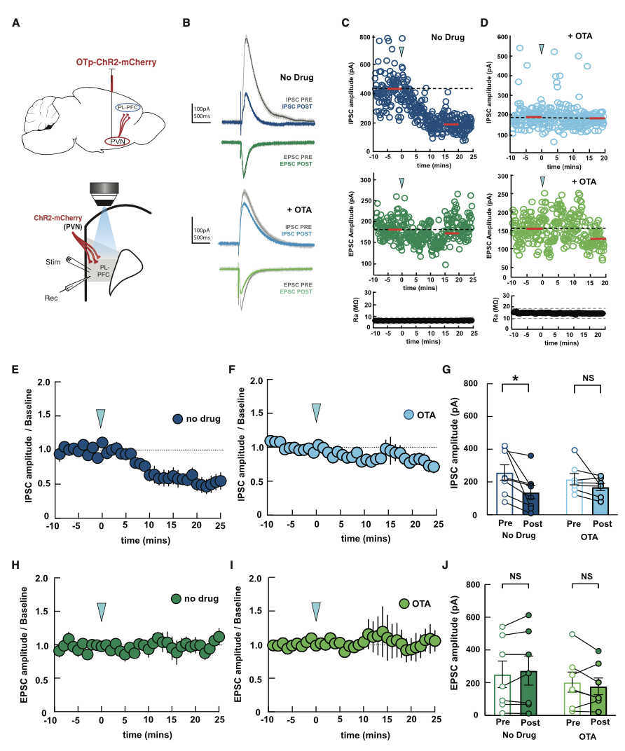 Neuron：催产素镇痛作用的新环路机制