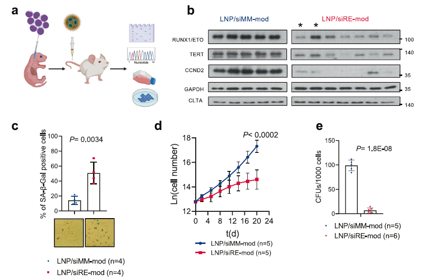 Leukemia | 纳米颗粒递送siRNA靶向融合基因治疗儿童急髓白血病