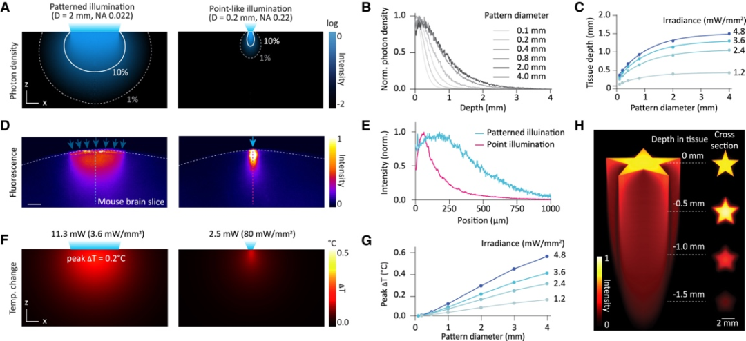 Neuron：整合fMRI与光遗传学的全脑研究