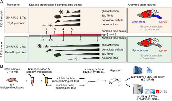 靶向Tau蛋白的药物为何在小鼠成功，但对人类AD却屡屡失败？问题可能出现在小鼠模型