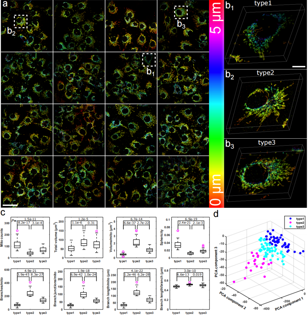 成像通量提升100多倍，南科大团队研发高通量成像深度学习框架，实现全细胞的三维超分辨成像__财经头条