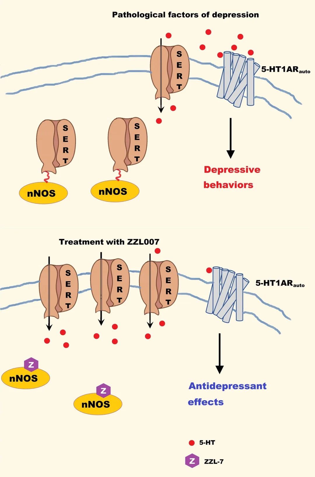 朱东亚教授综述：nNOS与神经和精神疾病---一个20多年的研究故事__财经头条