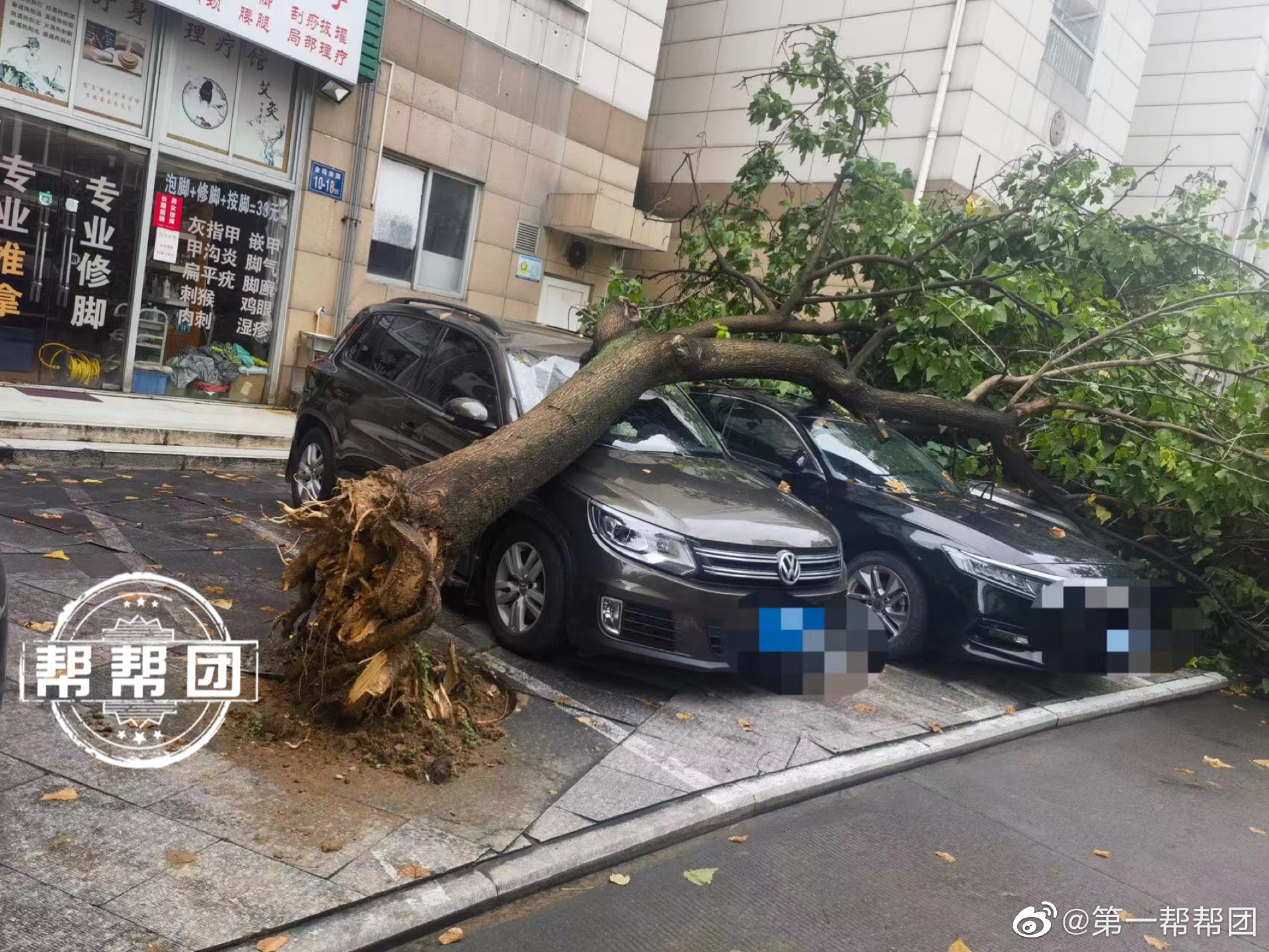 爱车停在路边，被大树砸坏，该找谁赔偿？-新浪汽车