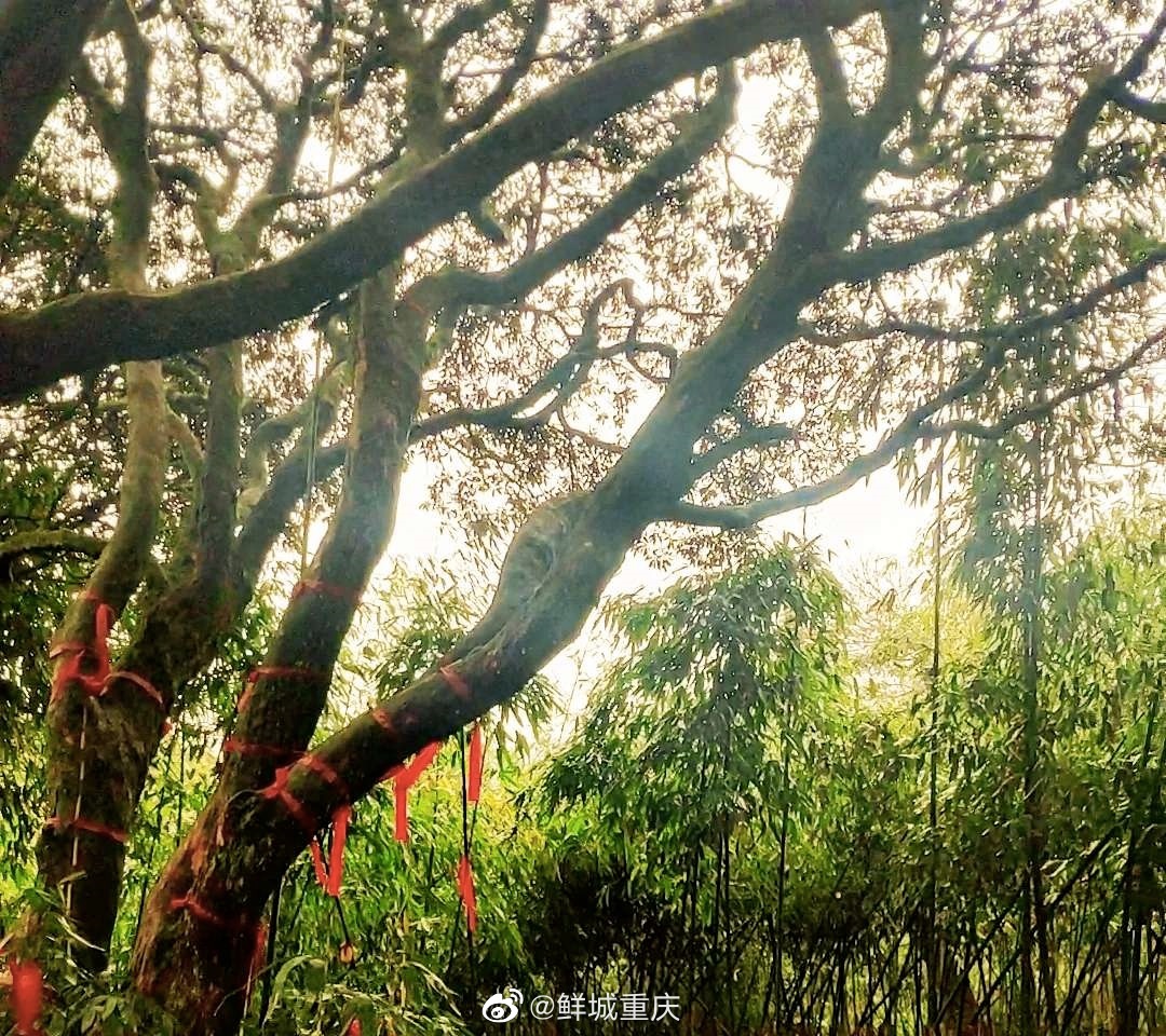 千年“杜鹃王”&“杜鹃王妃”|杜鹃|王妃|杜鹃花开_新浪新闻