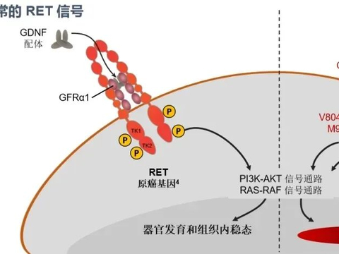 全球首个RET抑制剂！普拉替尼治疗RET基因突变肺癌的显著疗效|肺癌|患者|抑制剂_新浪新闻