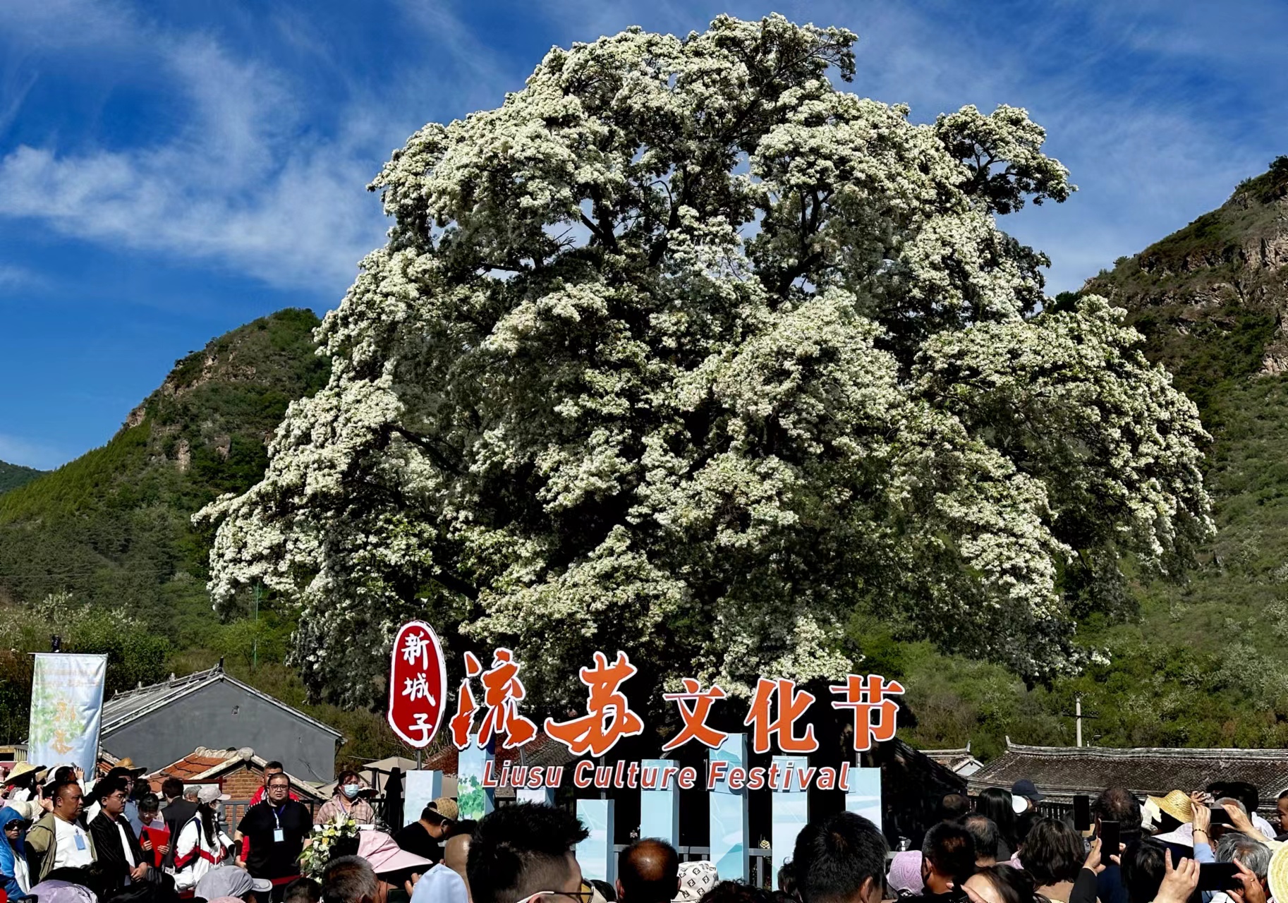 快来看一树繁花！北京最古老流苏树迎来最佳观赏期__财经头条