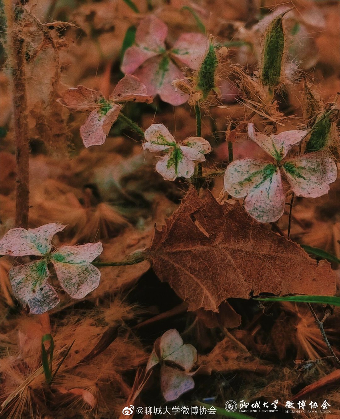特别的人-方大同|方大同_新浪新闻