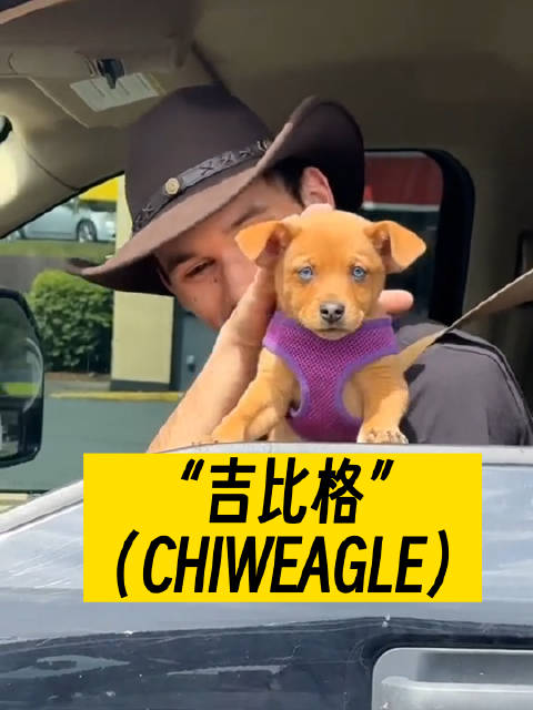 吉比格犬（CHIWEAGLE） “吉比格犬”是一种混合犬……|比格犬|犬|吉娃娃_新浪新闻