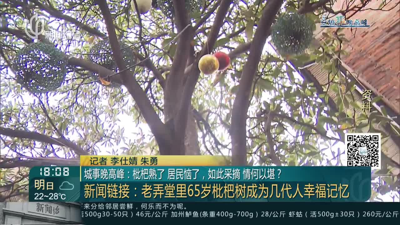 城事晚高峰:枇杷熟了 居民恼了,如此采摘 情何以堪?新闻链接:老弄堂里65岁枇把树成为几代人幸福记忆手机新浪网