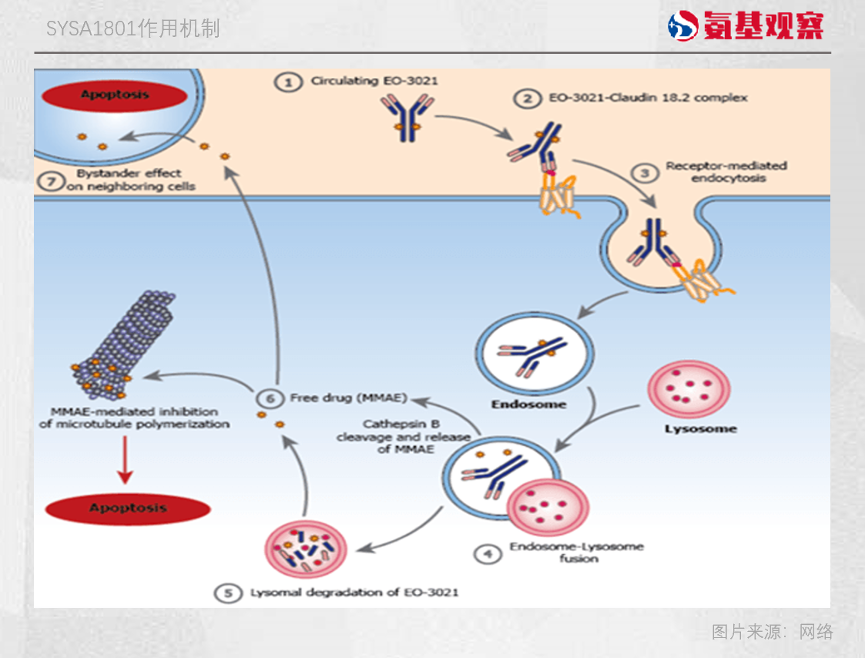 即将揭幕的CLDN18.2大时代，确定的和未知的|肿瘤_新浪财经_新浪网
