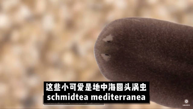 地中海圆头涡虫Schmidtea mediterranea|干细胞_新浪新闻