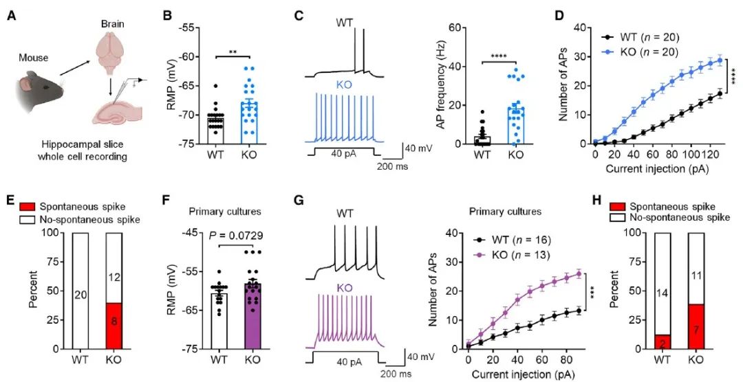 前沿 | Neuron：不止是抗癌靶点！纪如荣团队揭示PD-L1/PD-1对学习记忆的影响