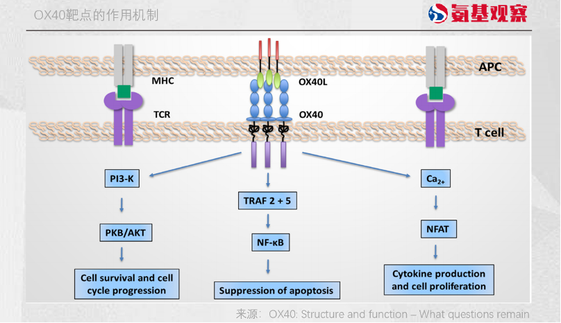 在肿瘤领域是悲壮、在自免领域是希望，OX40靶点进击启示录