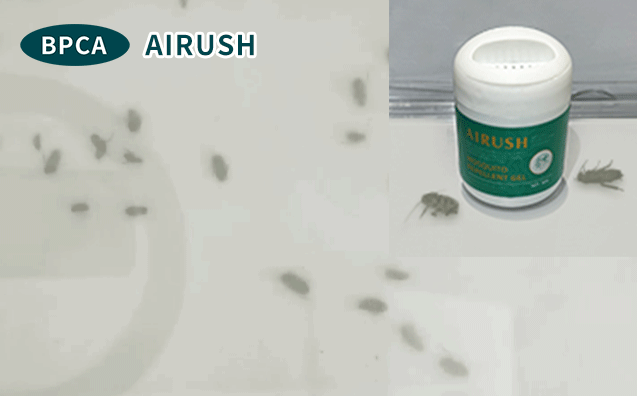 家中有它，虫子“连夜出逃”！澳洲AIRUSH驱虫魔盒，天然植物提取物，高效驱除居家常见害虫|健康_新浪新闻