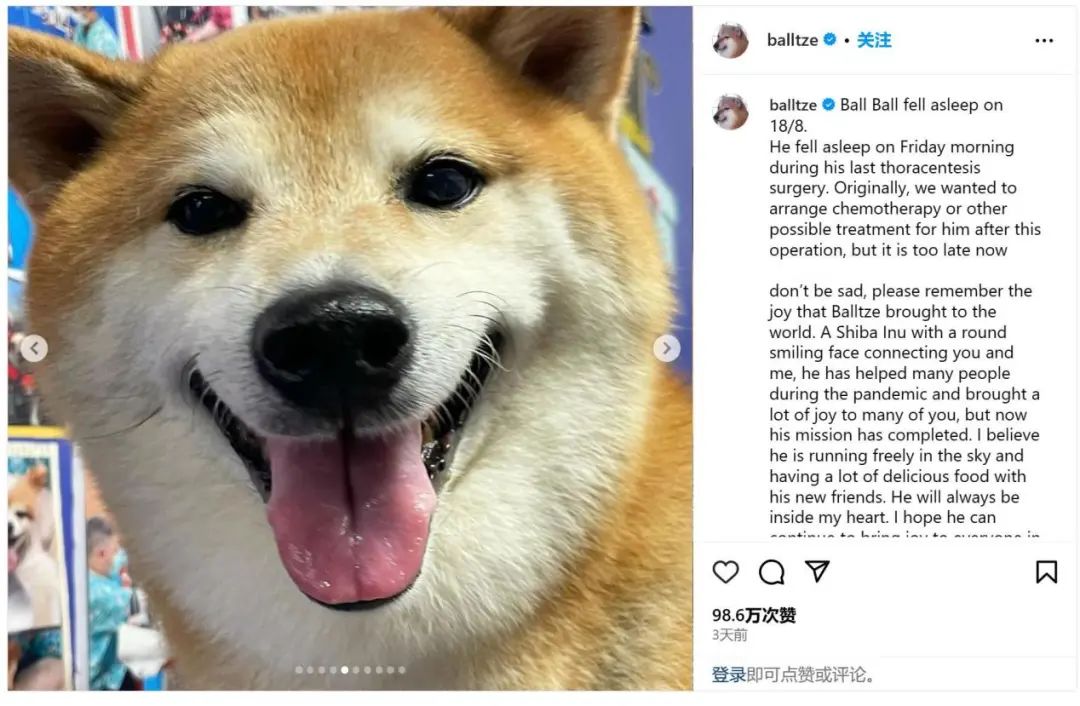 网红小狗Cheems去世，网友：我的表情包还是离开了我|狗_新浪财经_新浪网