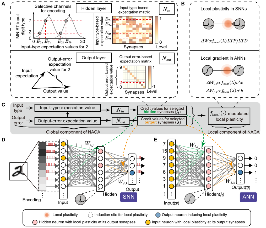 我國科學家研發出新型類腦學習方法 有望引導新型類腦芯片設計 - 新浪香港