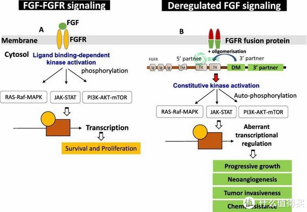 培米替尼的靶点是什么？【医游记】|肿瘤_新浪新闻