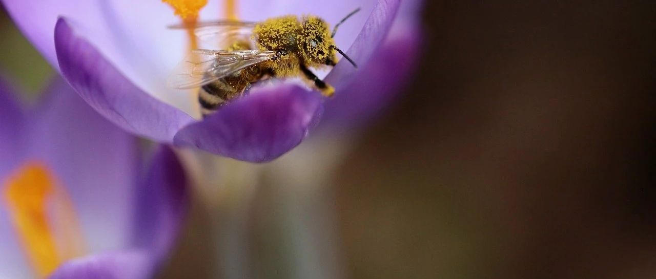 DAMO-YOLO：兼顾速度与精度的高效目标检测框架|框架|模型|蒸馏_新浪新闻