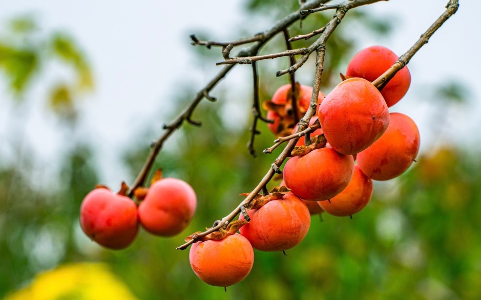 秋之味｜柿子正当红，火晶柿子、磨盘柿“柿柿”如意|柿子|如意_新浪新闻