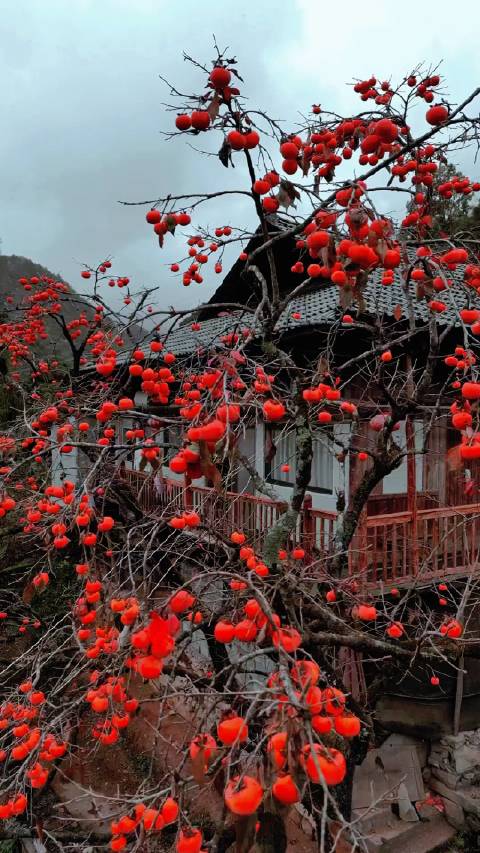 柿子红了的景象不仅仅是视觉上的享受……|柿子_新浪新闻