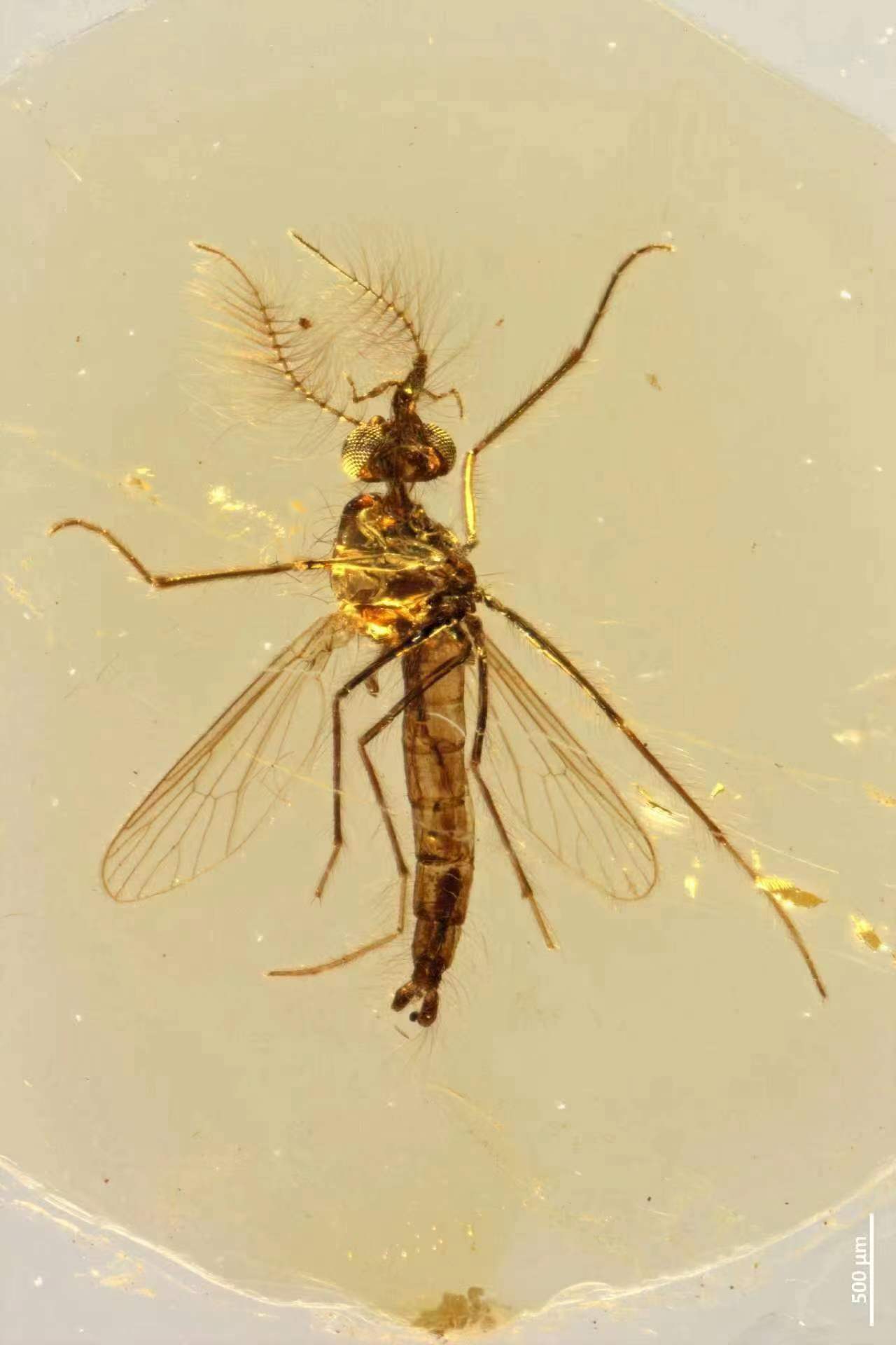 科學家發現已知最古老蚊子化石，推測1.3億年前雄性蚊子也吸血 - 新浪香港