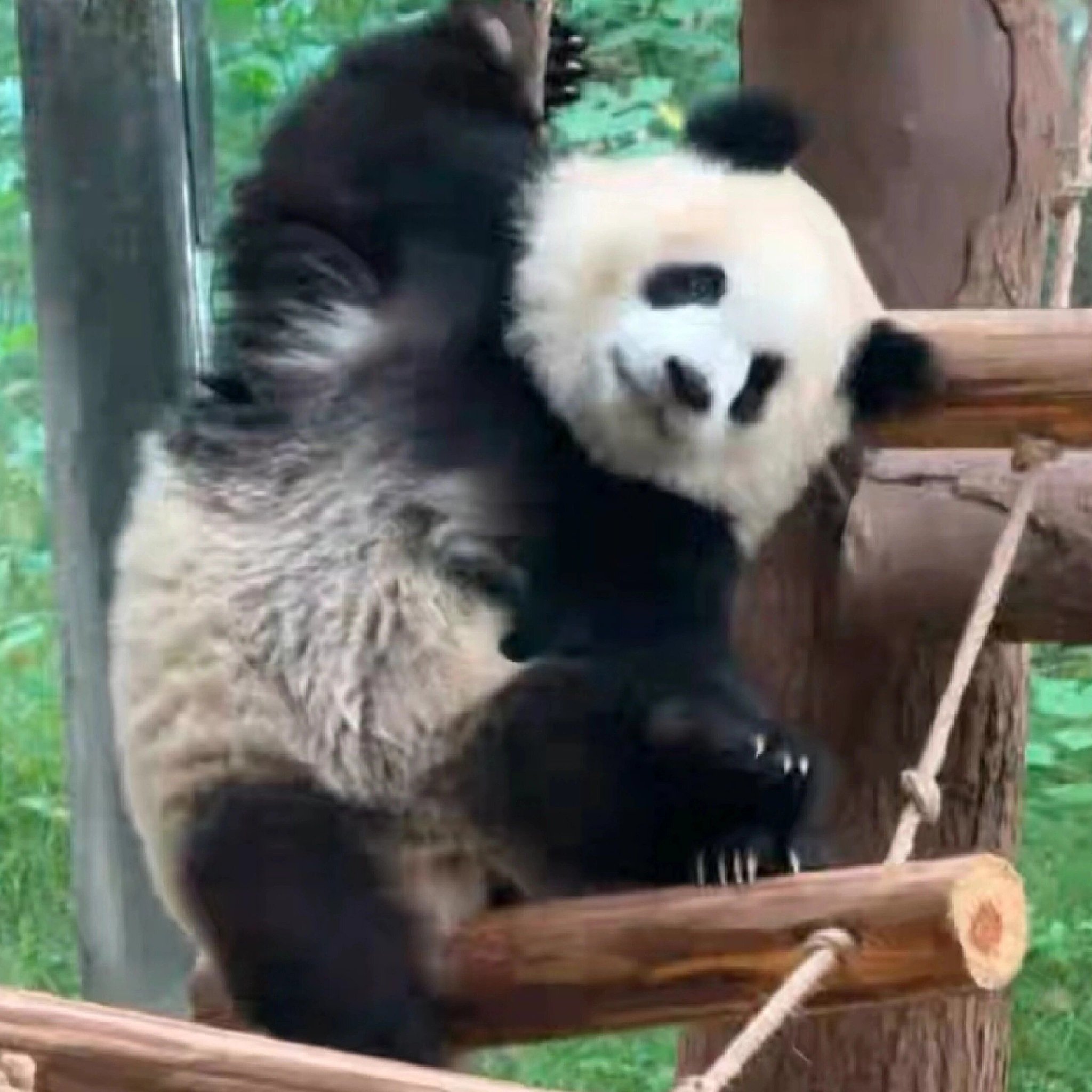 大熊猫渝爱表情包 主打一个可爱又好用|大熊猫|表情包|可爱_新浪新闻