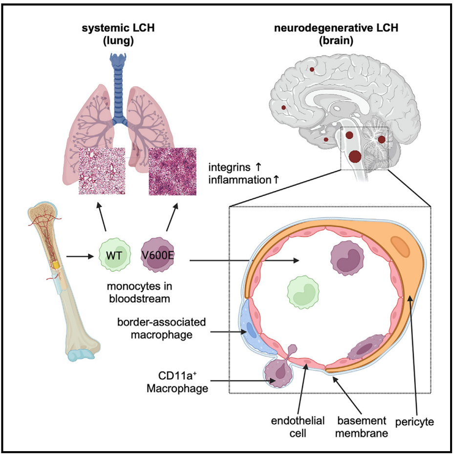 1.3 脑科学日报| 系统分析：SSRI药物对抑郁症17种症状的临床效应|昼夜节律|细胞|小鼠|神经_新浪新闻