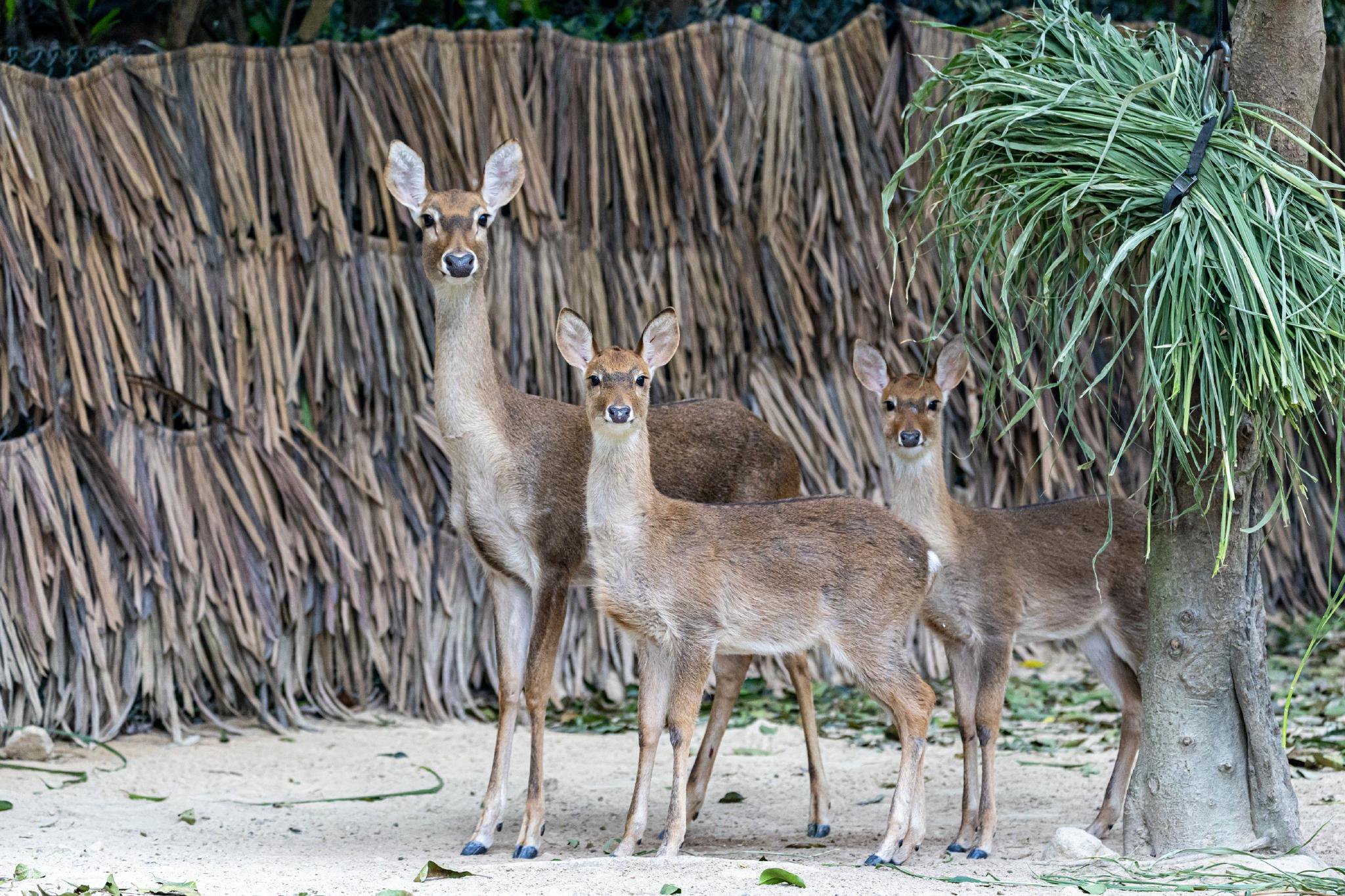 广州长隆海南坡鹿新生幼崽亮相|广州市_新浪财经_新浪网