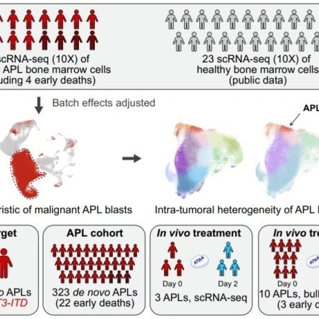 Nat Commun | 上海交通大学陈竺院士团队揭示APL患者细胞组成及其对体内全反式维甲酸反应|院士|陈竺|上海交通大学_新浪新闻