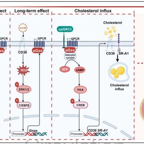 Circ Res | 山东大学张文程团队发现Gsα调控动脉粥样硬化过程中巨噬细胞泡沫形成|动脉粥样硬化|巨噬细胞|小鼠_新浪新闻