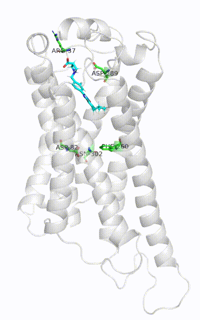 PNAS | 竺立哲团队发布基于高效分子模拟的GPCR特异性激动剂设计|迭代|特异性|分子_新浪新闻