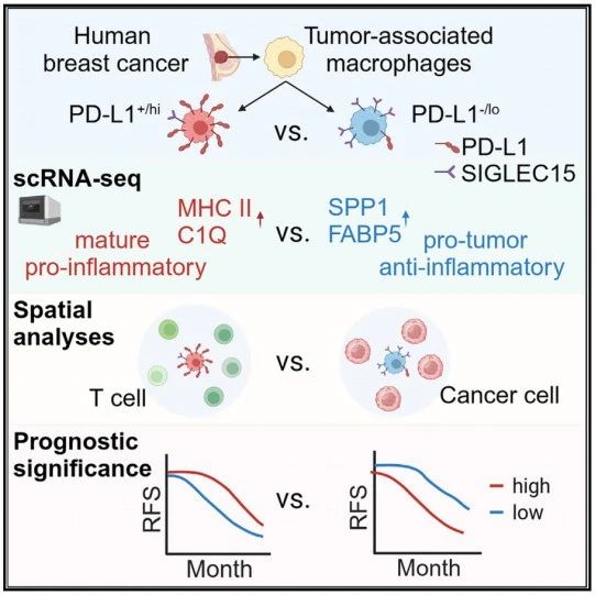 Cell Rep Med | 深圳大学王雷等团队合作发现肿瘤内表达PD-L1的巨噬细胞具有促进抗肿瘤免疫的潜在效应|癌细胞|免疫|肿瘤_新浪新闻