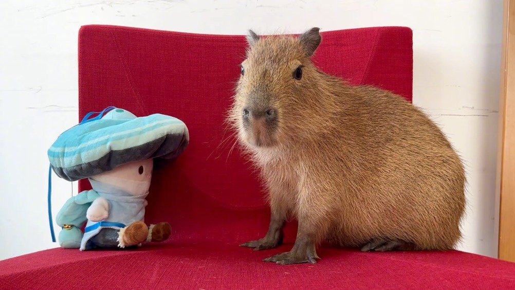 卡皮巴拉精神状态领先一百年_新浪新闻