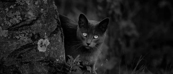 Linux 一社区封杀大模型代码！“shit”7次出现在小作文，网友：此举非常明智！|linux|AI_新浪新闻