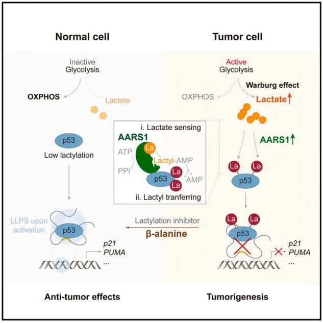 Cell | 苏州大学等团队揭示AARS1与p53的乳酸化：潜在的新的肿瘤治疗靶点|癌症|乳酸|赖氨酸_新浪新闻