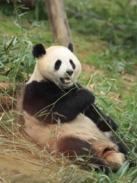 2只大熊猫将前往西班牙：4月29日启程，旅居10年|熊猫_新浪新闻