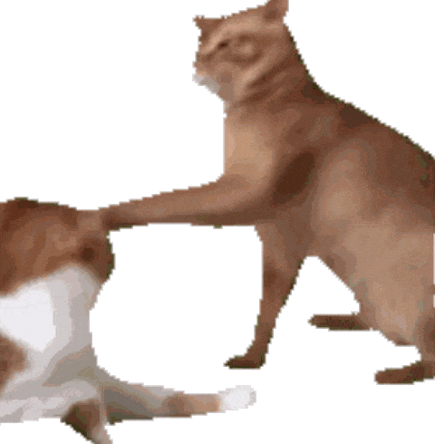 猫meme统治地球，猫meme拯救世界