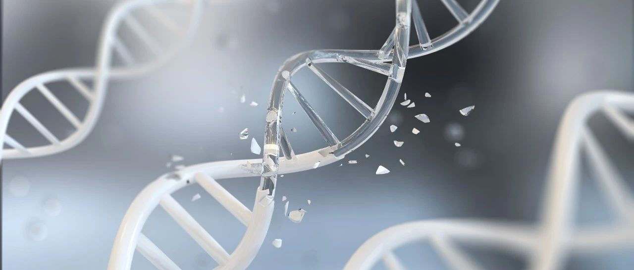 《自然》：记忆真就是刻DNA啊！科学家颠覆发现，长期记忆形成会导致神经元DNA断裂再修复，实现记忆形成和巩固丨科学大发现|DNA_新浪新闻