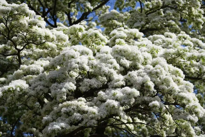 580岁古流苏树迎来盛花期|北京市_新浪财经_新浪网