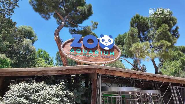 大熊猫金喜和茱萸适应了西班牙的新家|熊猫|马德里动物园_新浪新闻