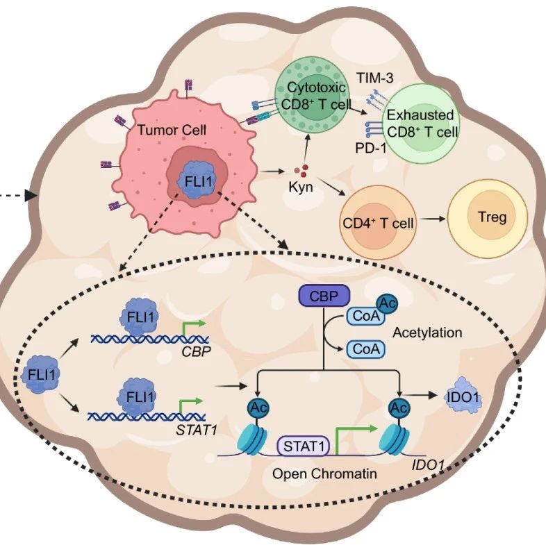 Nat Commun | 中山大学邓务国/谢方云/陈淼发现IFN-γ诱导肿瘤细胞犬尿氨酸产生来抑制抗肿瘤免疫|肿瘤|中山大学_新浪新闻