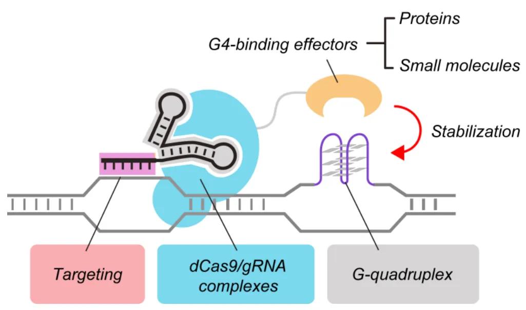 Nature：曲晓刚团队开发特异性靶向基因组G-四链体的新策略